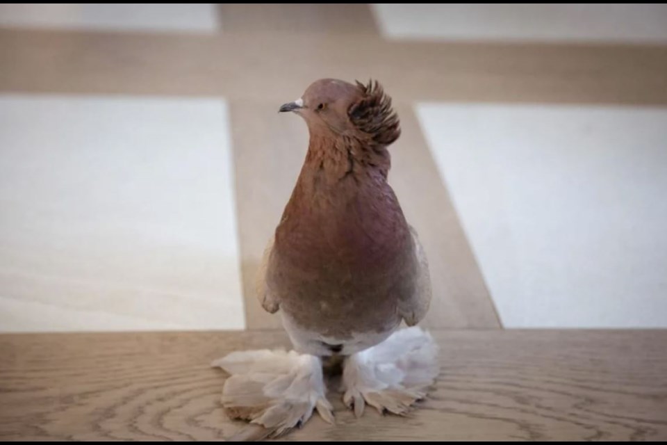 Watch Pigeon rescued in Burnaby wears diapers refuses to leave new owner s side Burnaby Now
