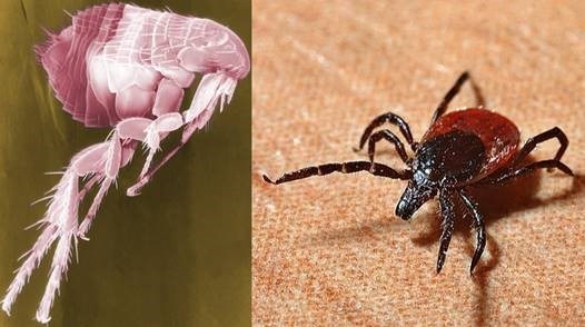 Blog: Fleas vs. ticks - Delta Optimist Blog: Fleas vs. ticks - Delta Optimist