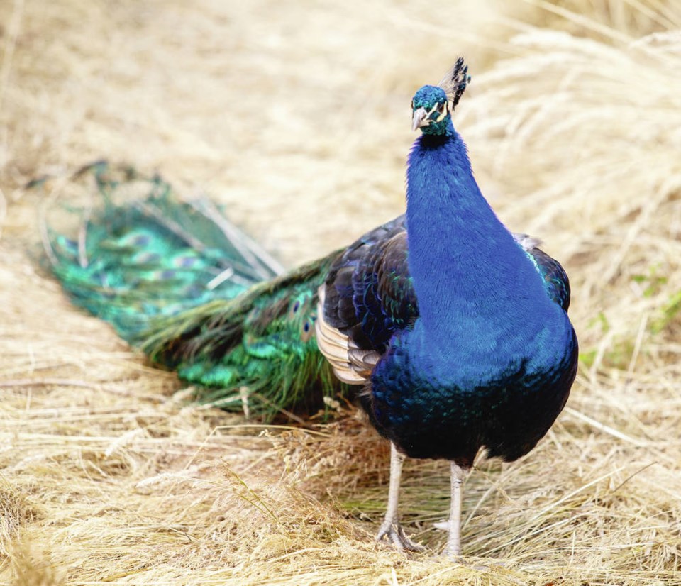 Jack Knox Polarizing Beacon Hill Park Peacocks Proliferate Puzzle