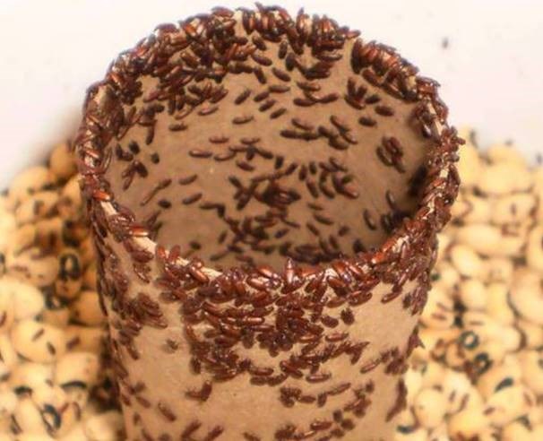 Bread beetle store
