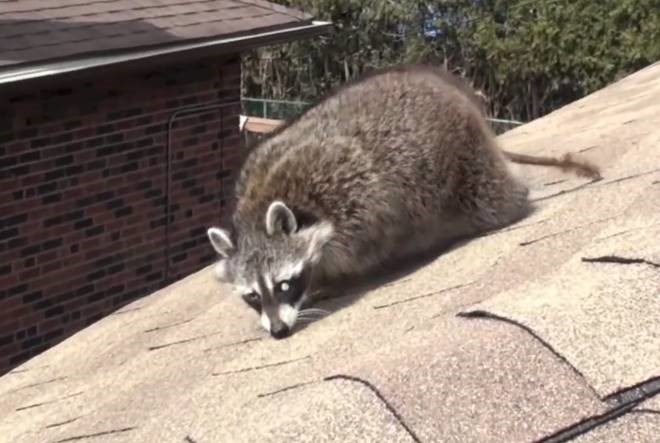Blog: Deadly raccoon roundworm can infect humans without symptoms ... Blog: Deadly raccoon roundworm can infect humans without symptoms ...
