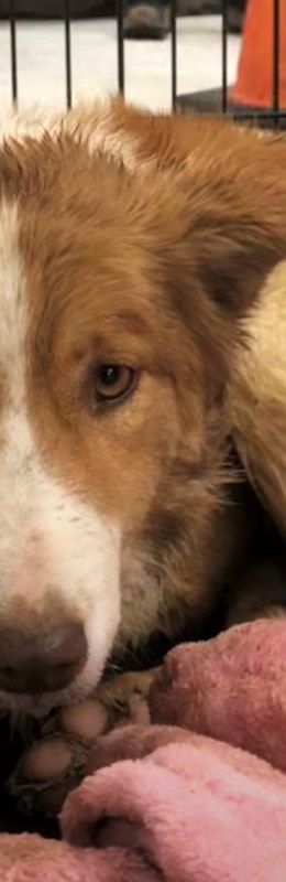 SPCA To Retain Custody Of 35 Seized Dogs And Their Puppies 