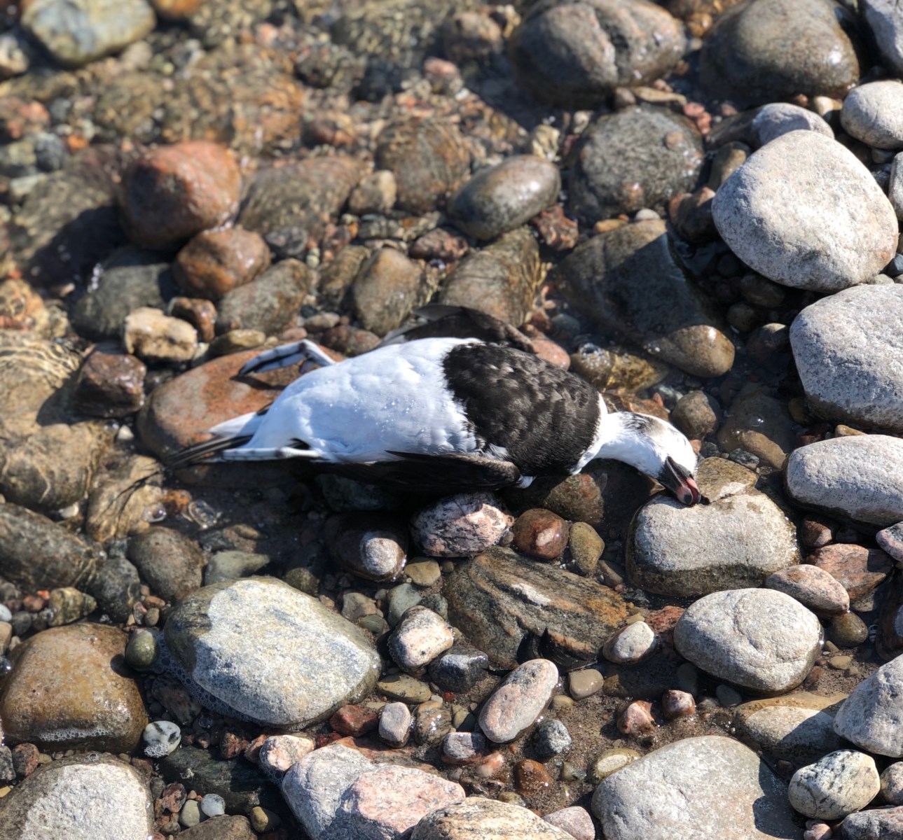 Tiny Township Resident Raises Alarm After Finding 46 Dead Ducks Barrie News