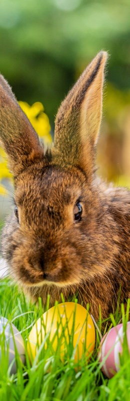 Premier Declares Easter Bunny Can Make Home Visits This Year Barrie News