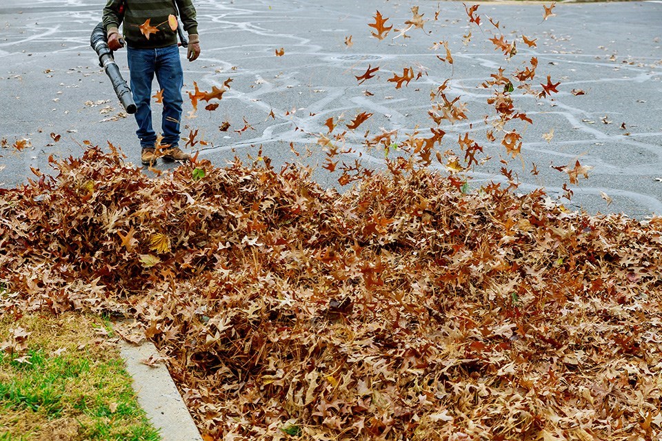 Curbside leaf pick-up returns next week - St. Albert News Curbside leaf pick-up returns next week - St. Albert News