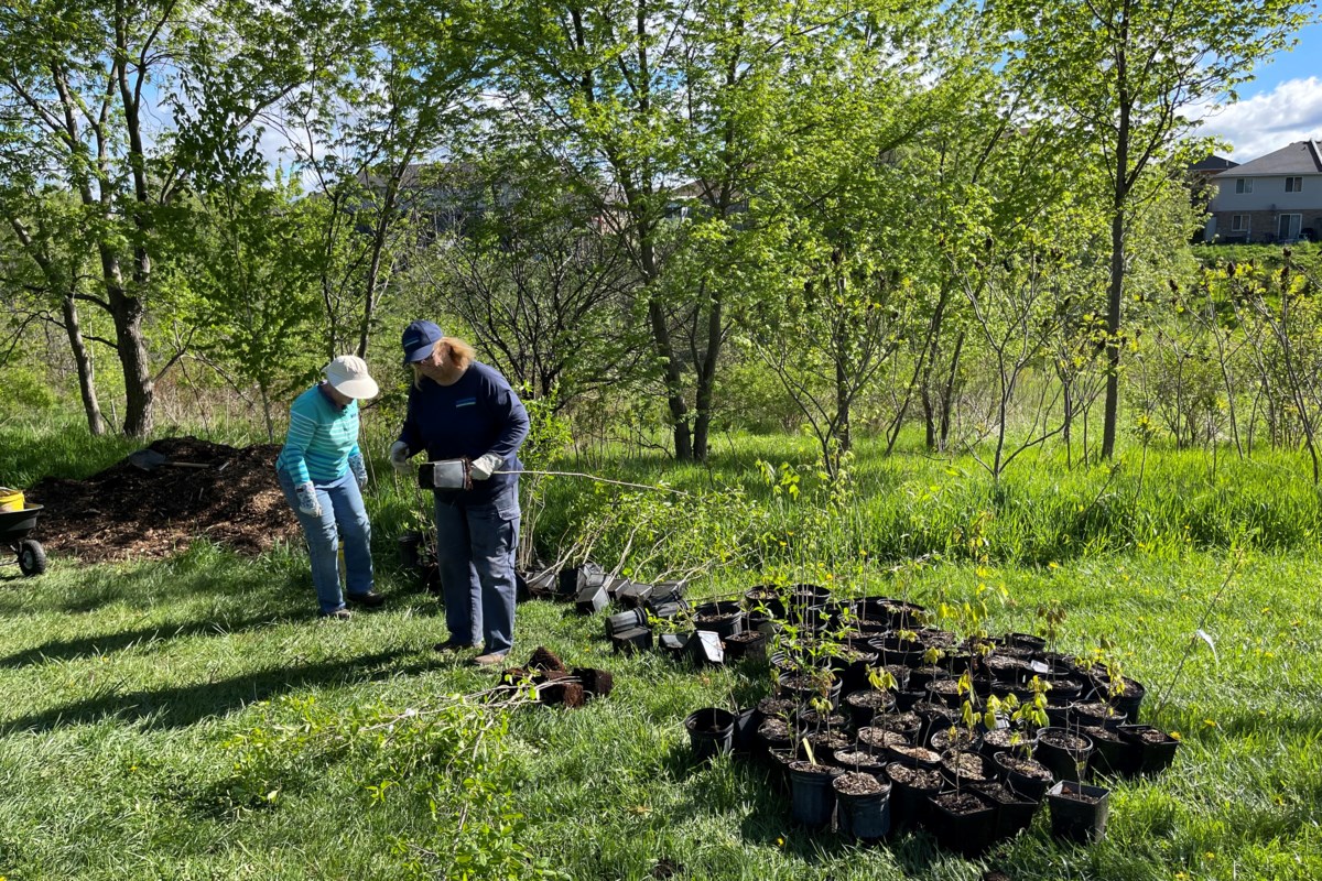 Community Members Gather To Revitalize Tj Dolan Natural Area