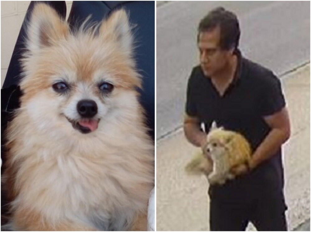 Have you seen Foxy? They were stolen in Maillardville, Coquitlam RCMP ... Have you seen Foxy? They were stolen in Maillardville, Coquitlam RCMP ...