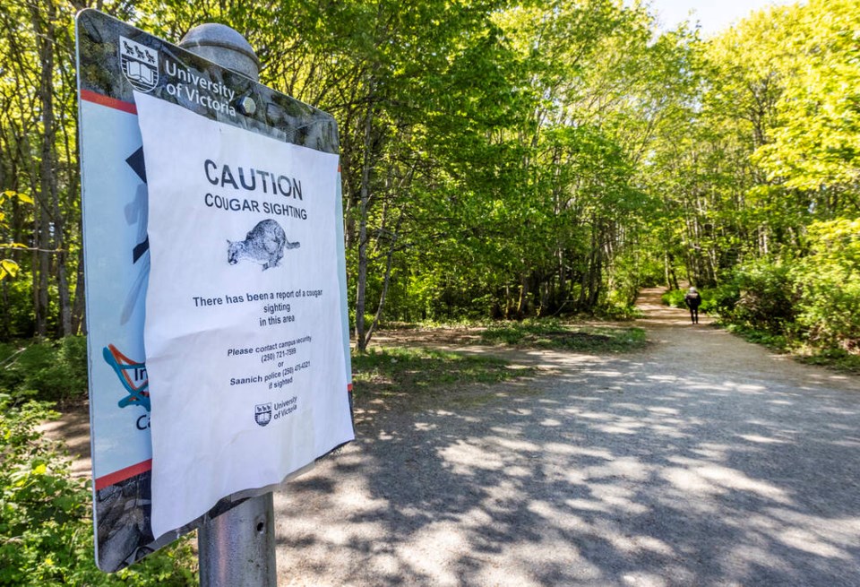 Cougar Spotted On Uvic Campus Hours Before Trudeau Visit Victoria